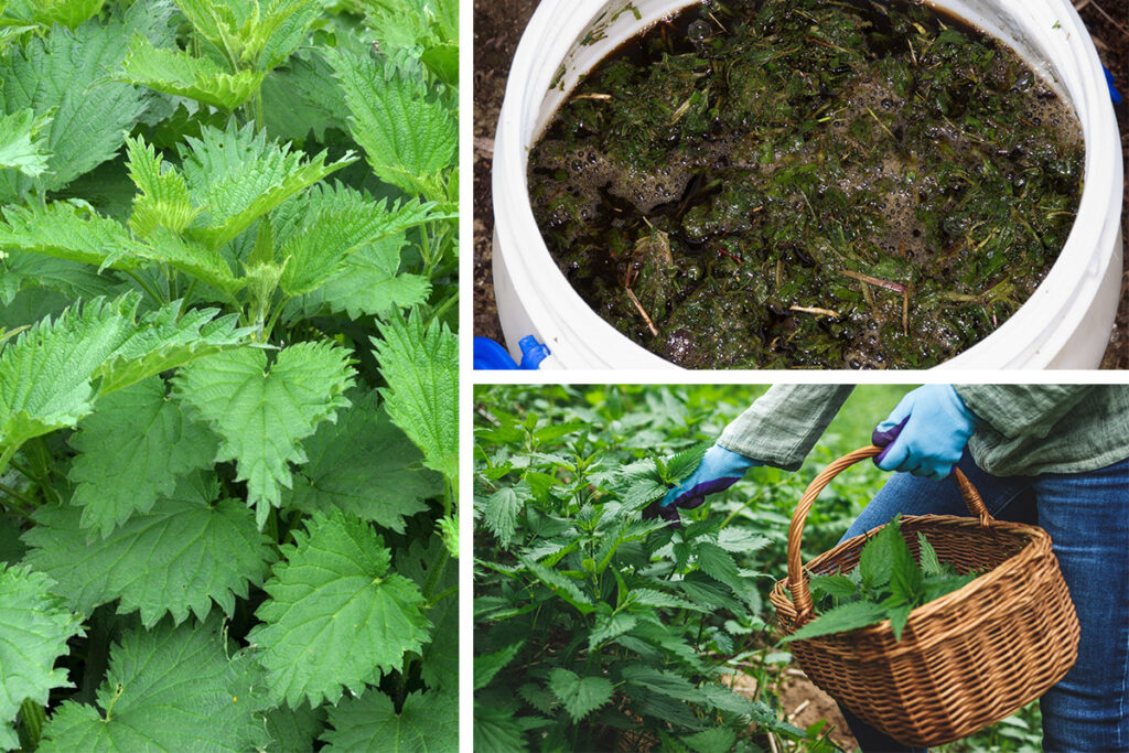 Why You Should Be Growing A Nettle Patch! - Patient Gardener