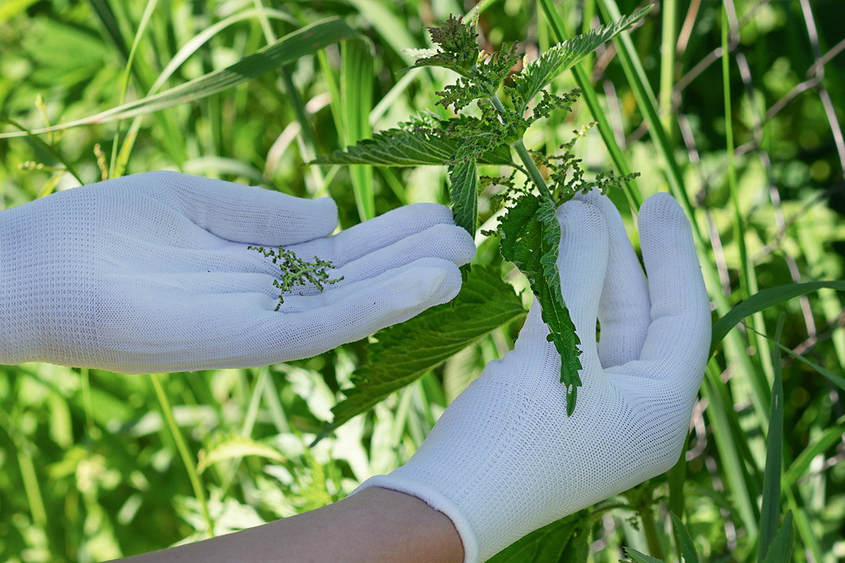 Why You Should Be Growing A Nettle Patch! - Patient Gardener
