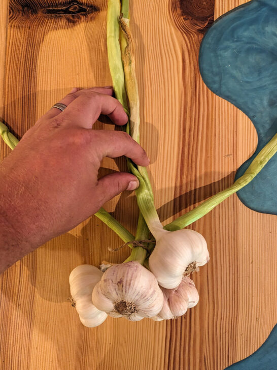 How To Braid Garlic - The Easy Way! - Patient Gardener