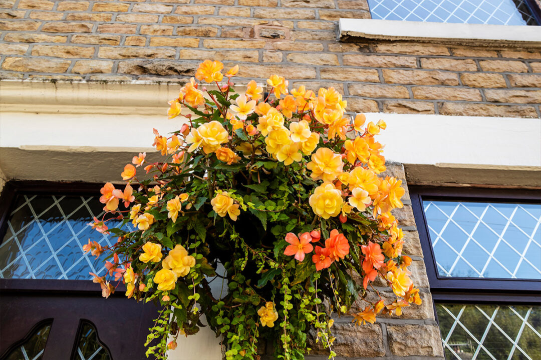 Best Flowers for Hanging Baskets - Patient Gardener