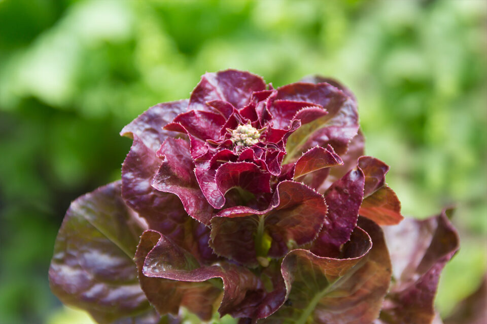 Why Do Veg Plants Bolt? & What Can You Do About It? - Patient Gardener
