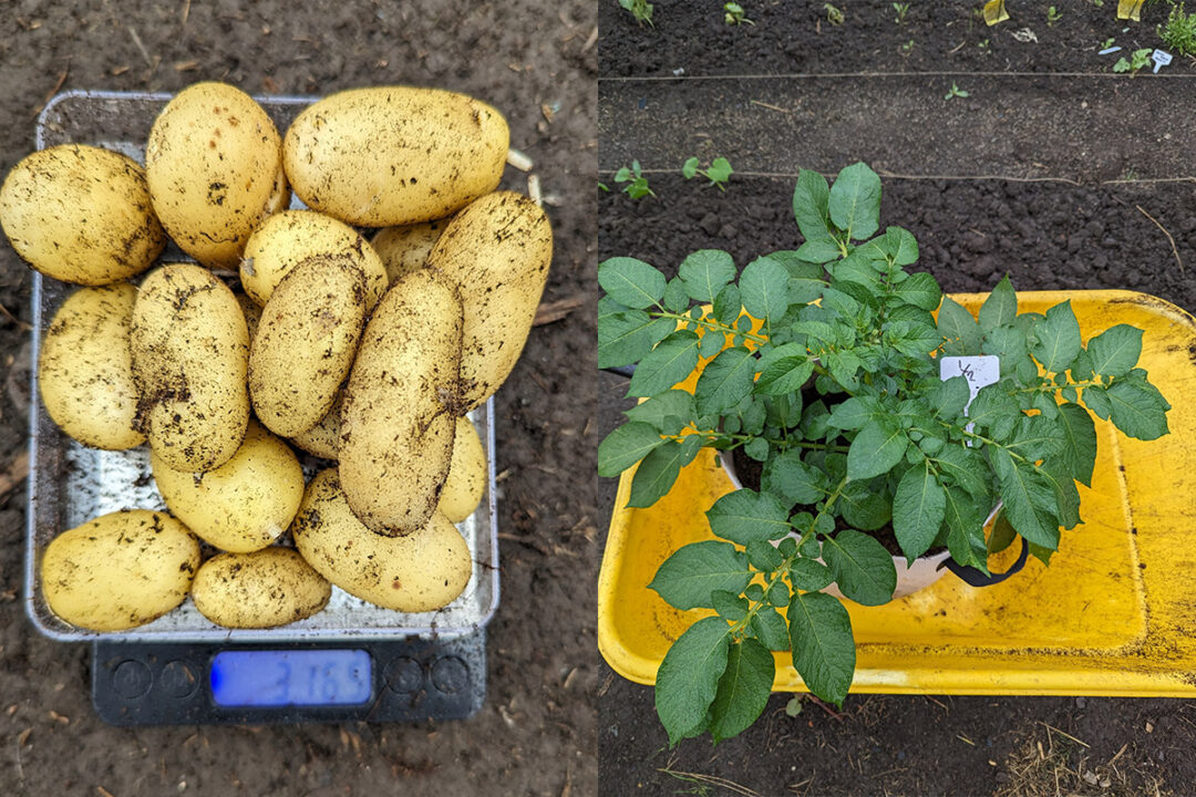 How To Tell When Your Potatoes Are Ready - Patient Gardener