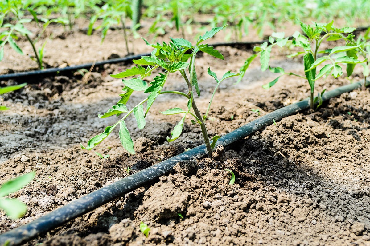 How to Water Tomato Plants Correctly - Patient Gardener