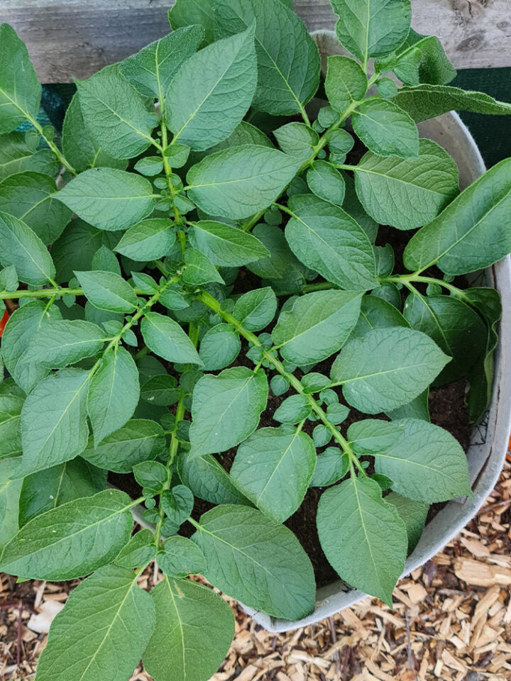 How To Tell When Your Potatoes Are Ready - Patient Gardener