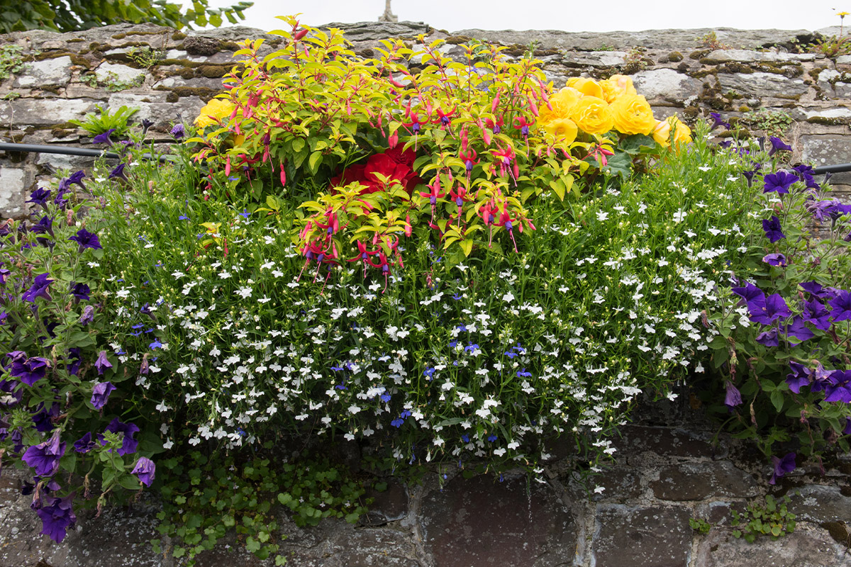 Best Flowers for Hanging Baskets - Patient Gardener