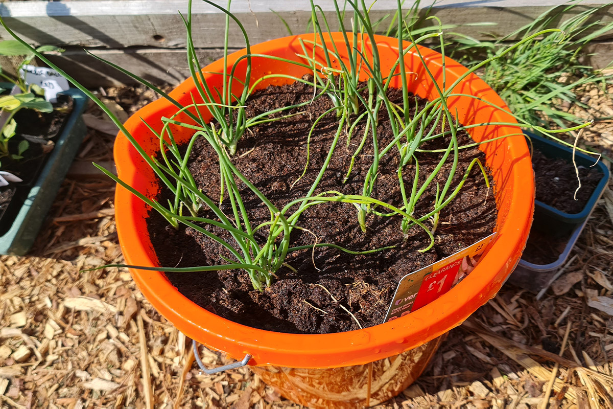 Growing Spring Onions In Buckets - Patient Gardener