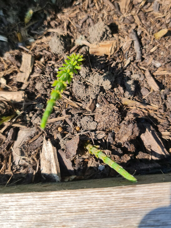 How I Deal With Horsetail/Marestail - Patient Gardener