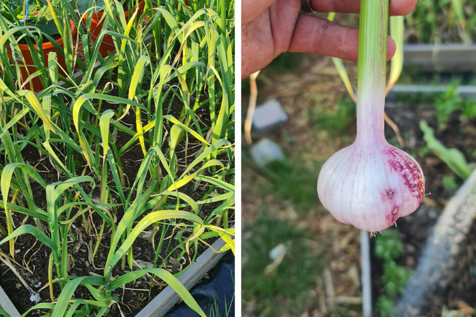 How To Plant Garlic - A Step-by-Step Guide - Patient Gardener