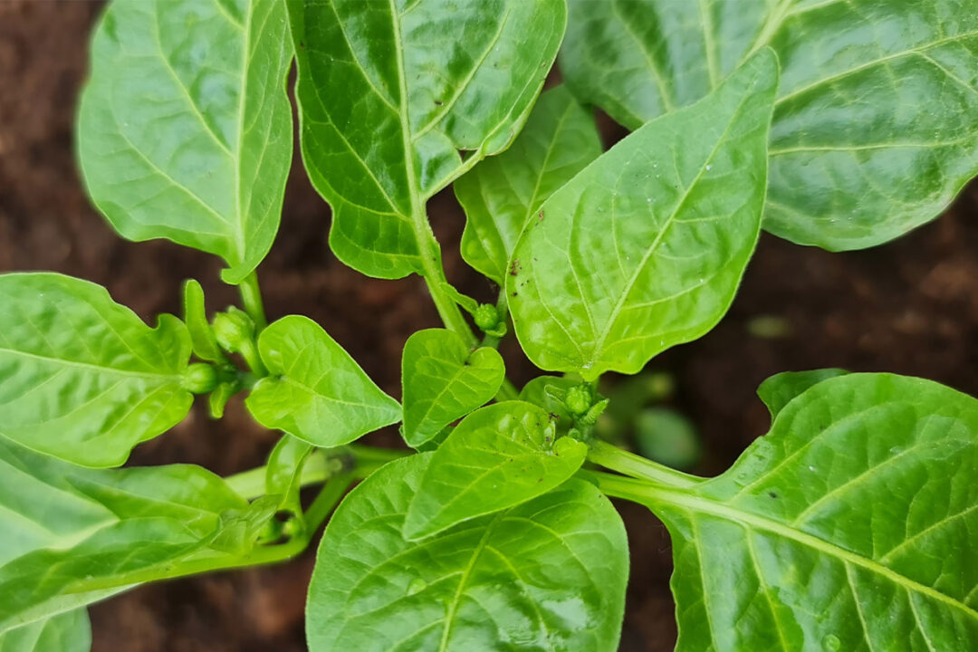 How To Grow Peppers - Step-by-Step - Patient Gardener