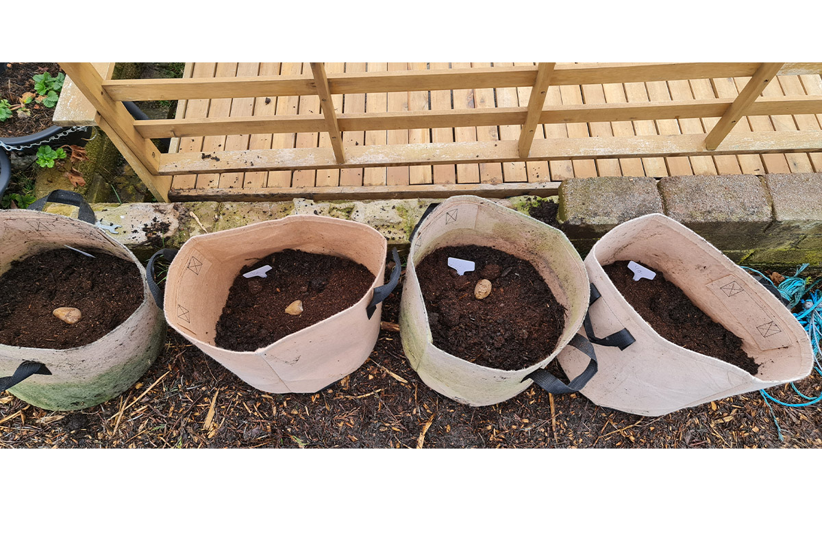 How To Make A Potato Tower - Patient Gardener