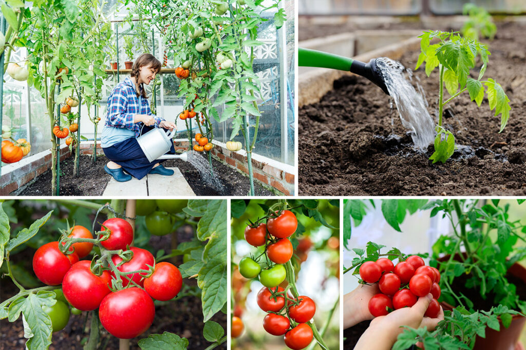 How to Water Tomato Plants Correctly - Patient Gardener