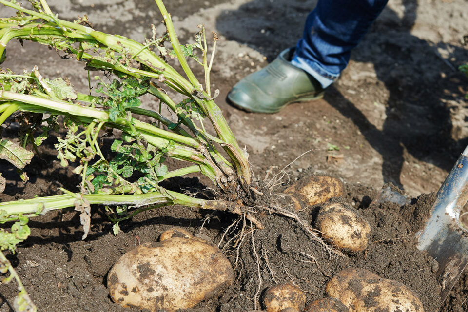 How To Tell When Your Potatoes Are Ready - Patient Gardener