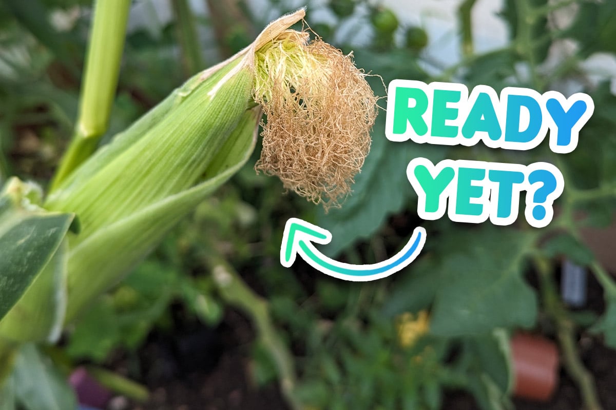 How To Tell If Your Sweetcorn Is Ready - Patient Gardener How To Tell If Your Sweetcorn Is Ready - Patient Gardener