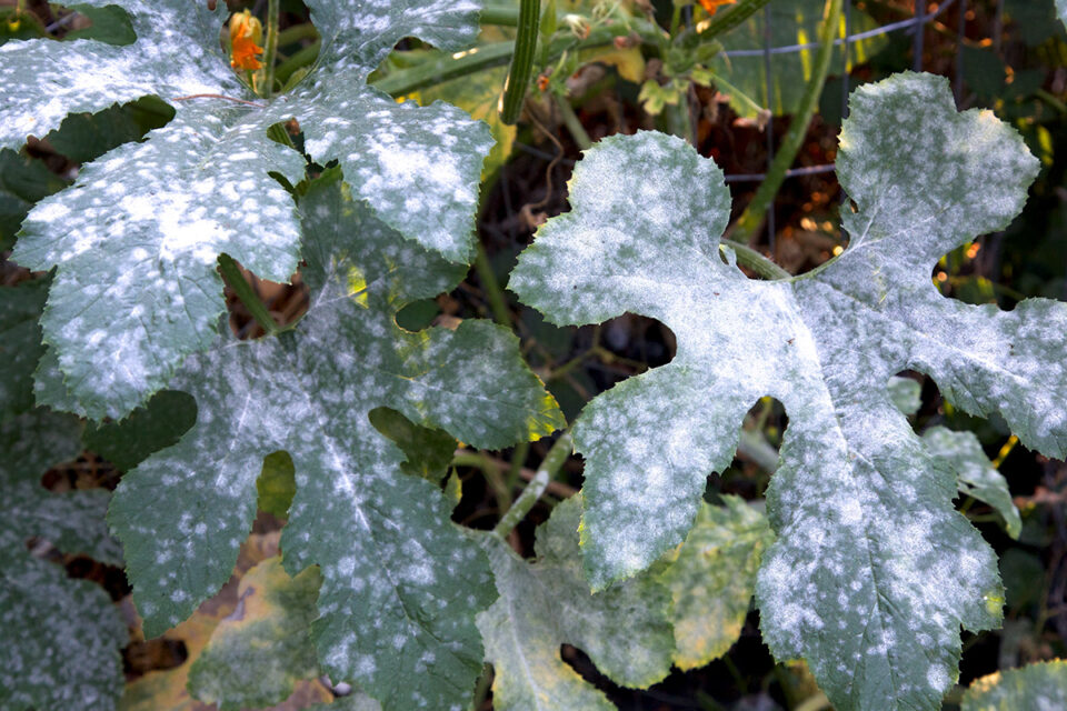How to Prevent and Treat Powdery Mildew - Patient Gardener
