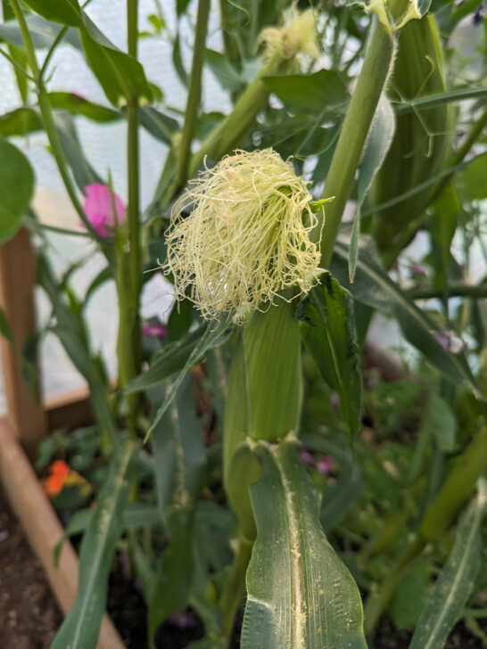 How To Tell If Your Sweetcorn Is Ready - Patient Gardener