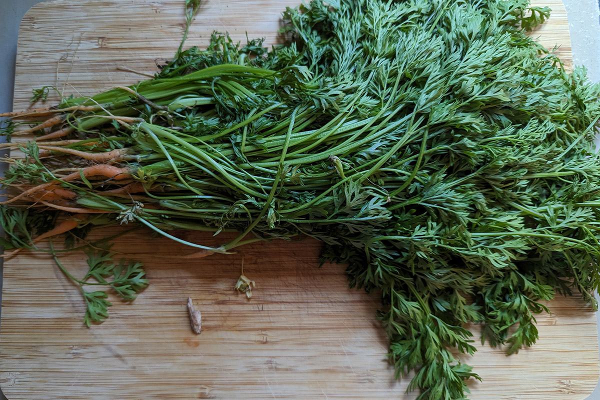 Crispy Carrot Tops - Patient Gardener