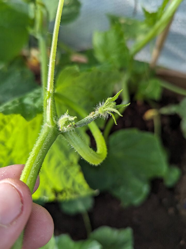 How To Prune Cucumbers - Patient Gardener