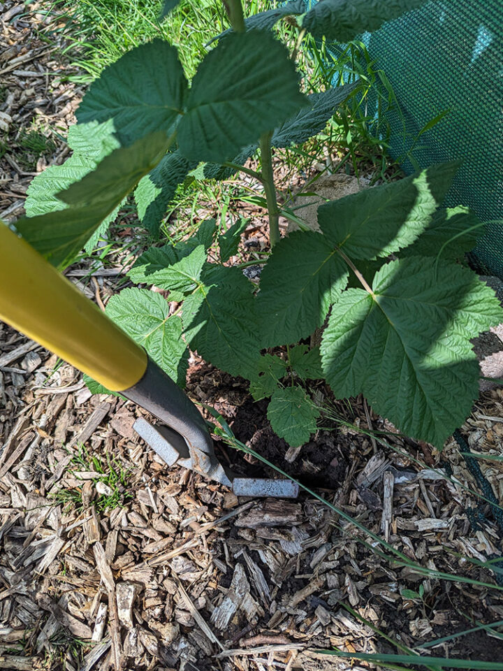 Moving A Raspberry Growing In The Wrong Place - Patient Gardener