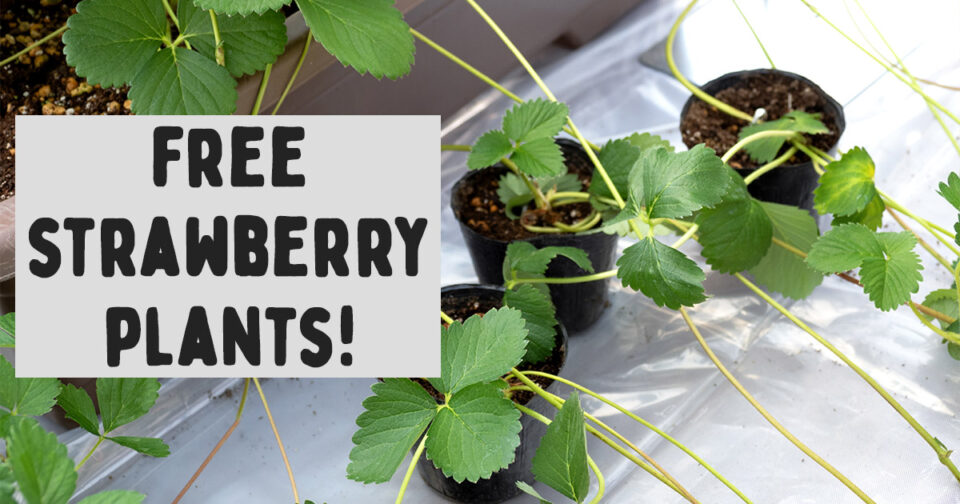 How To Plant Bare Root Strawberries - Patient Gardener