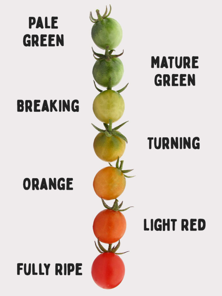 How To Ripen Tomatoes Off The Vine Patient Gardener How To Ripen Tomatoes Off The Vine Patient Gardener