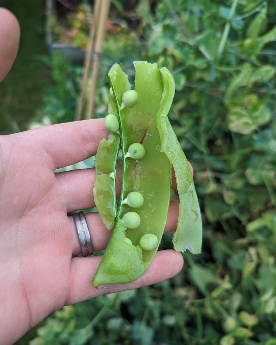 Will Mangetout Grow Into Peas? - Patient Gardener