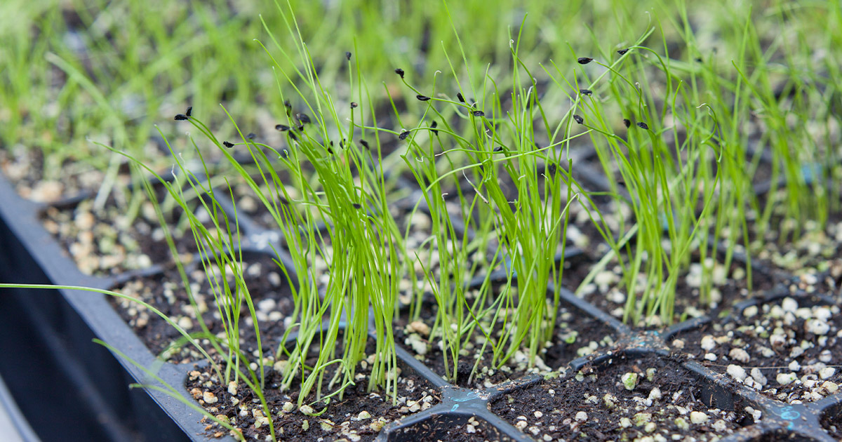 What Seeds To Sow In January - Patient Gardener
