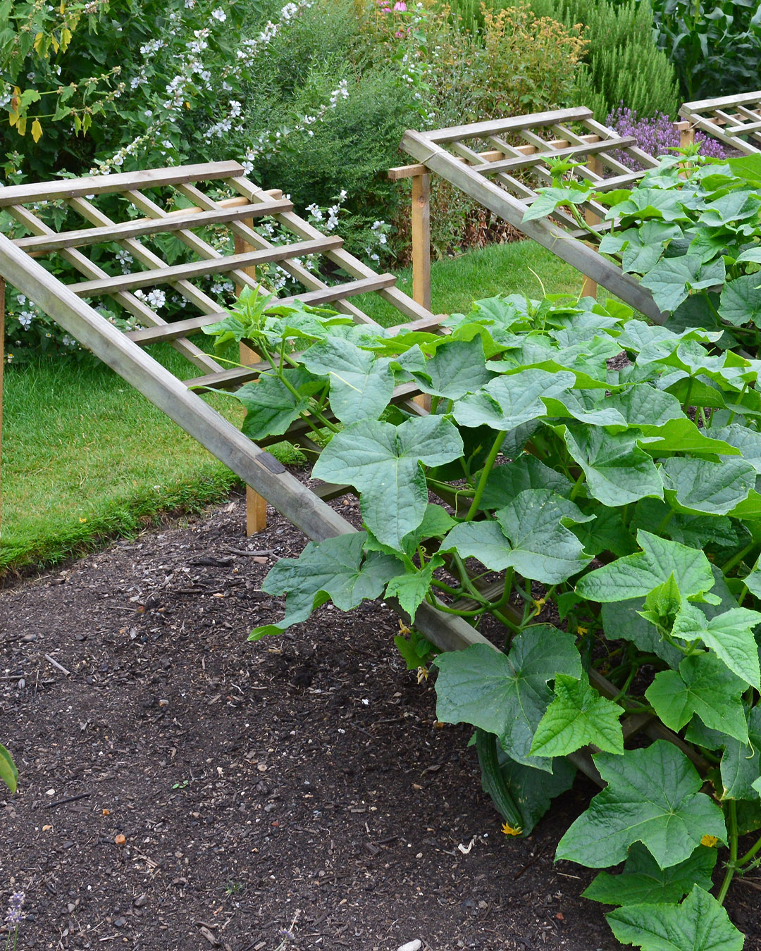 DIY Trellis Ideas - Patient Gardener