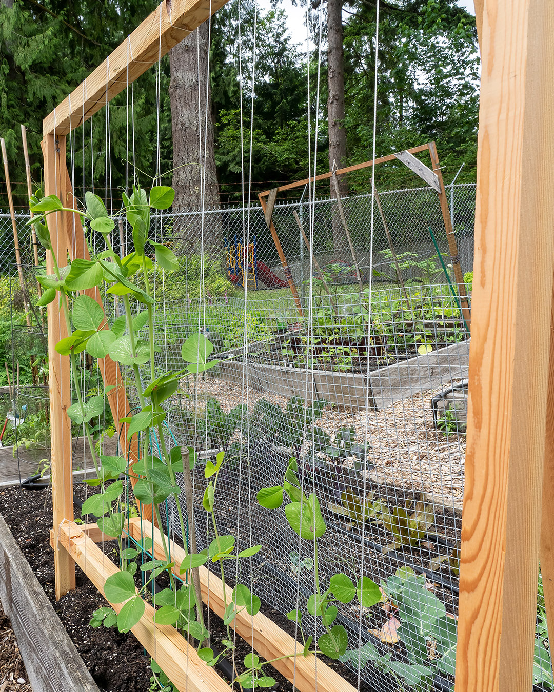 How To Grow Sugar Snap Peas In Early Spring - Patient Gardener