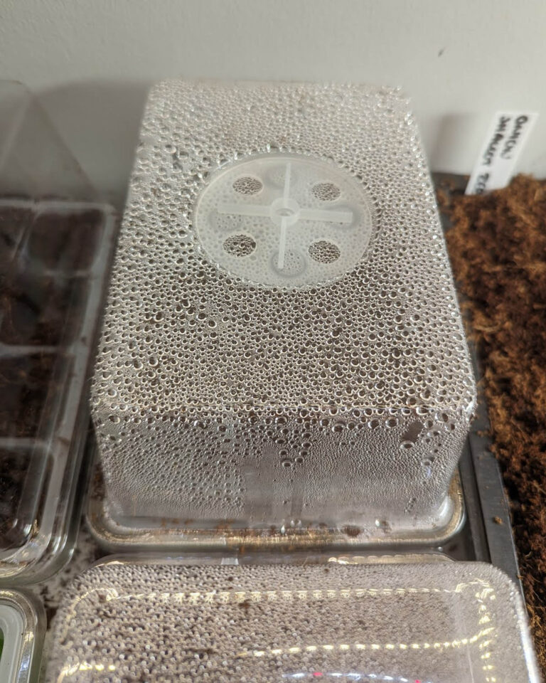 6 Common Reasons Your Seeds Arent Germinating - Patient Gardener