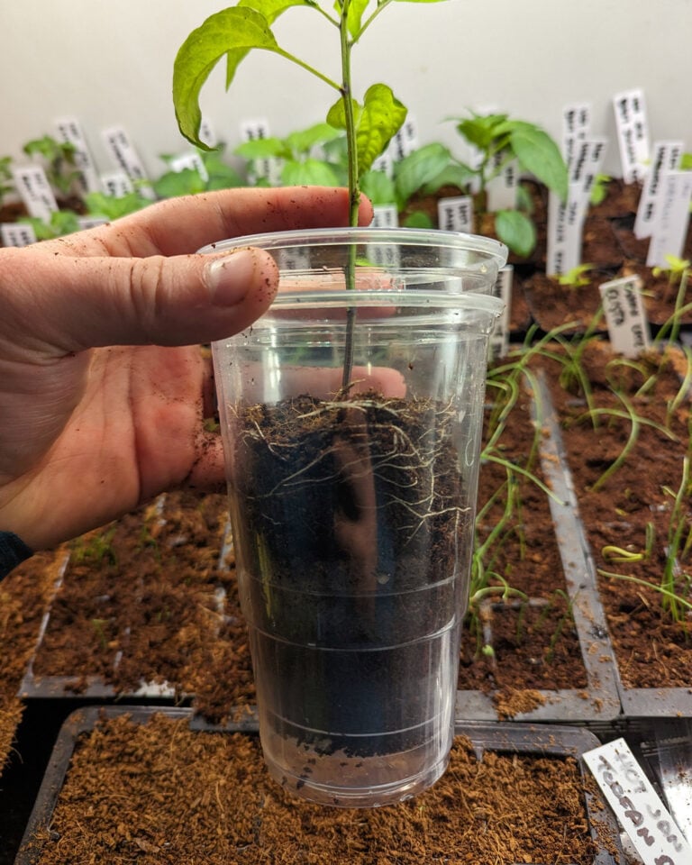 How To Start Tomato Seeds Using The Double Cup Method - Patient Gardener