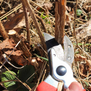 How To Prune Raspberries - Patient Gardener