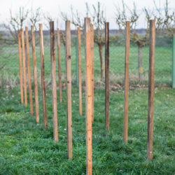 How To Build A Dead Hedge - Patient Gardener