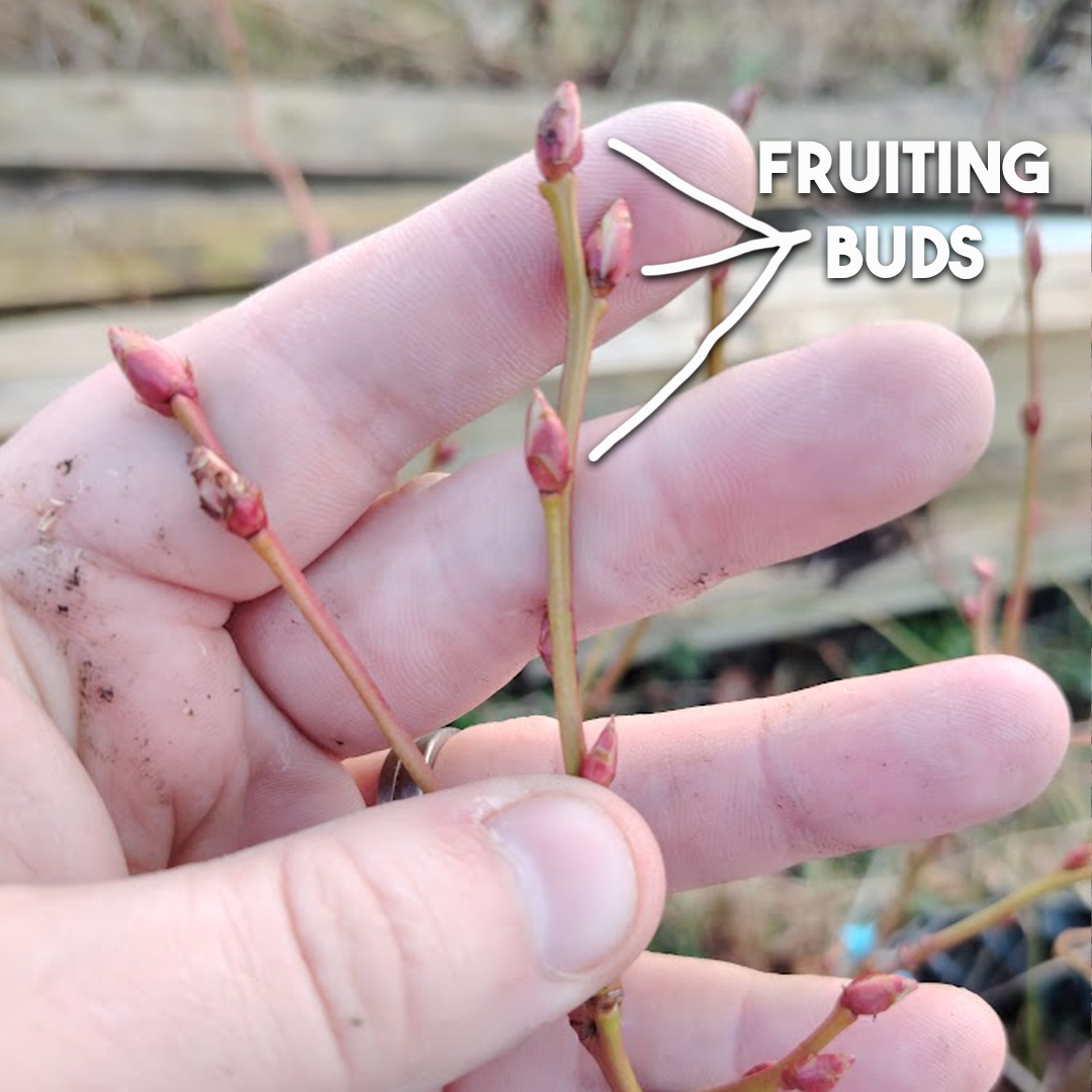 Rooting Blueberry Cuttings - Patient Gardener