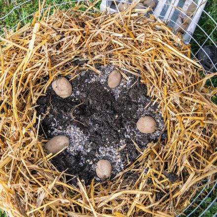 How To Make A Potato Tower - Patient Gardener