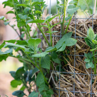 How To Make A Potato Tower - Patient Gardener