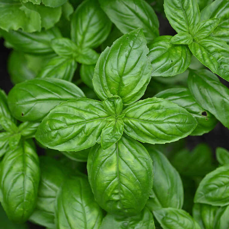 Herbs To Sow In March - Patient Gardener