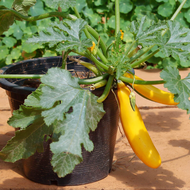 How To Grow Courgettes In Pots - Patient Gardener