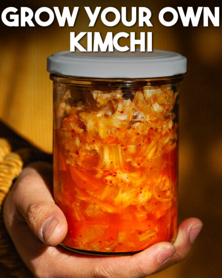 Grow Your Own Kimchi - Patient Gardener