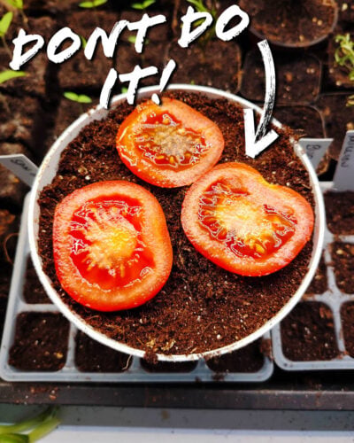 How To Start Tomato Seeds Using The Double Cup Method - Patient Gardener