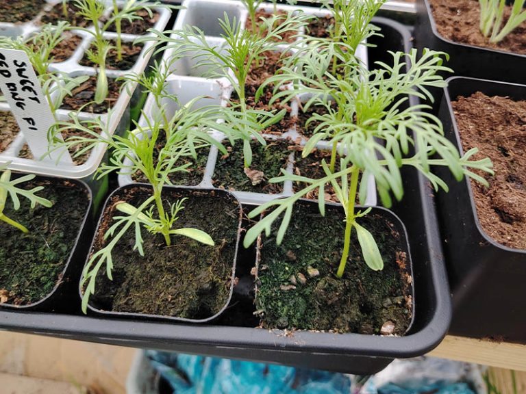 How To Grow Cosmos From Seed - Patient Gardener