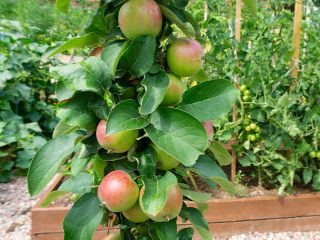 How To Grow Apple Trees In Pots - Patient Gardener