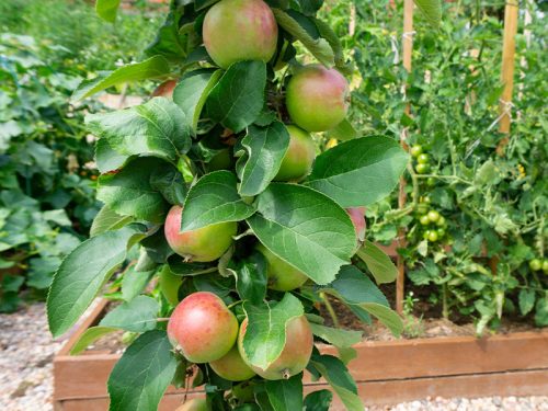 How To Grow Apple Trees In Pots - Patient Gardener