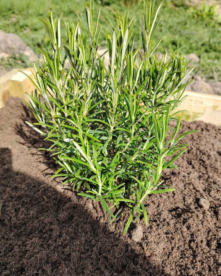 Planting A Rosemary Hedge - Patient Gardener