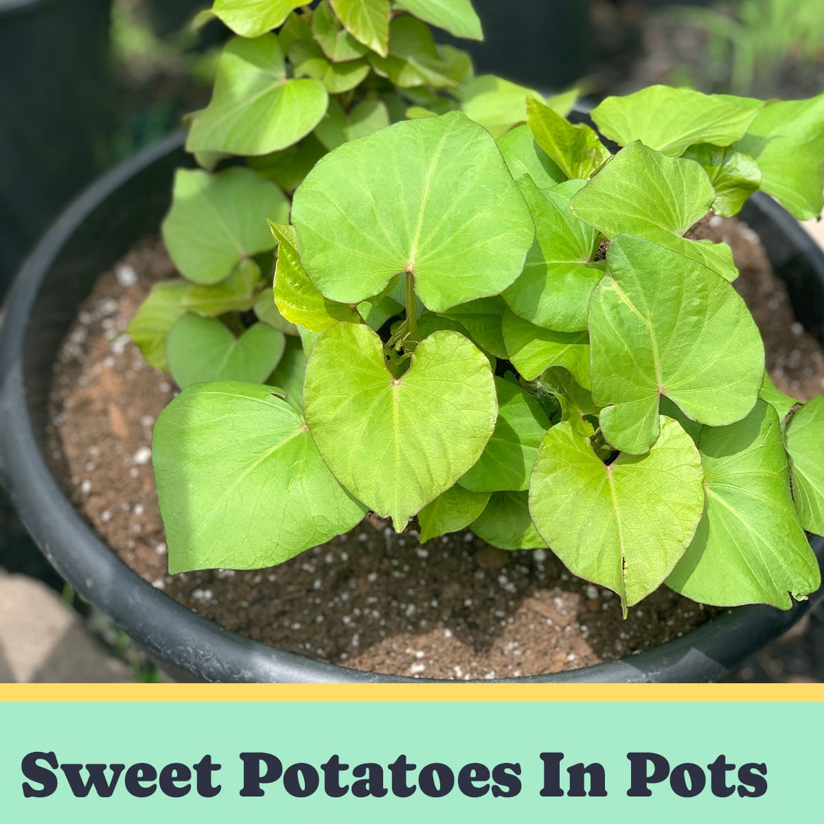 How To Grow Sweet Potatoes In Pots - Patient Gardener