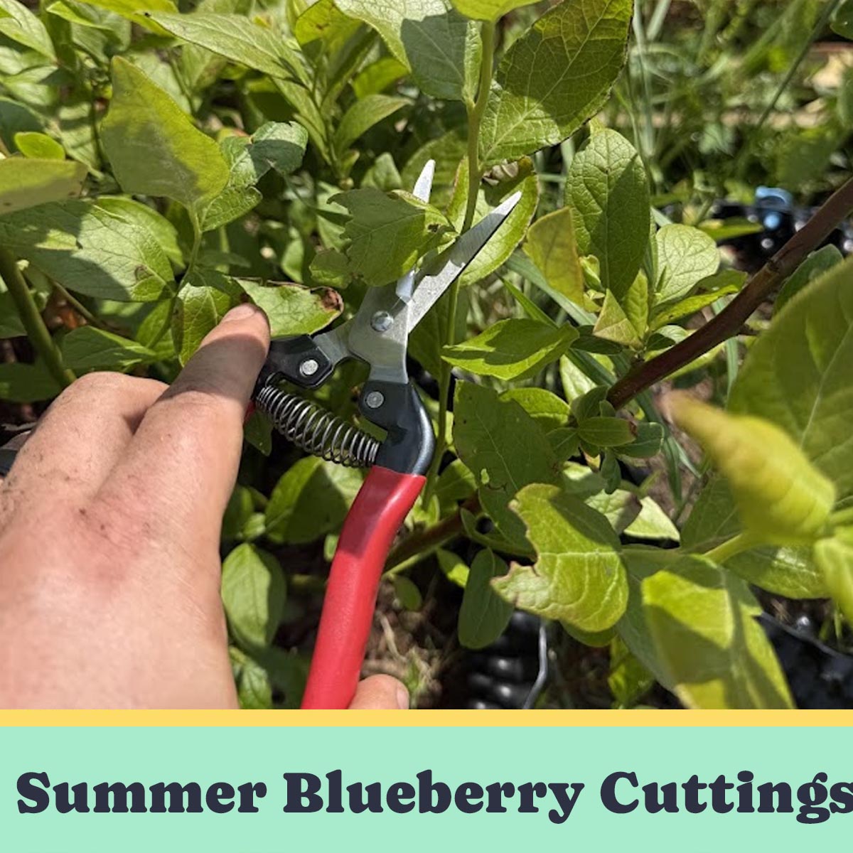 How To Take Softwood Summer Blueberry Cuttings - Patient Gardener