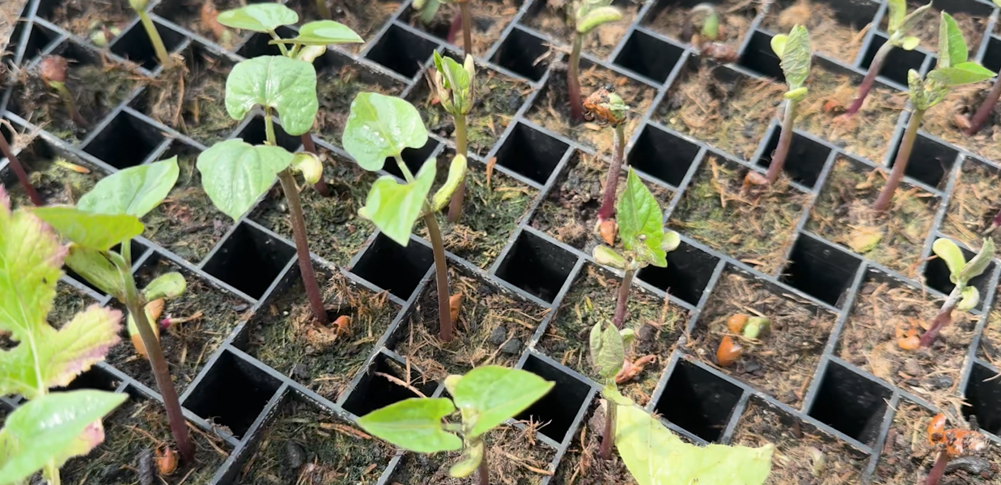 ASDA Compost - Is It Any Good? - Patient Gardener